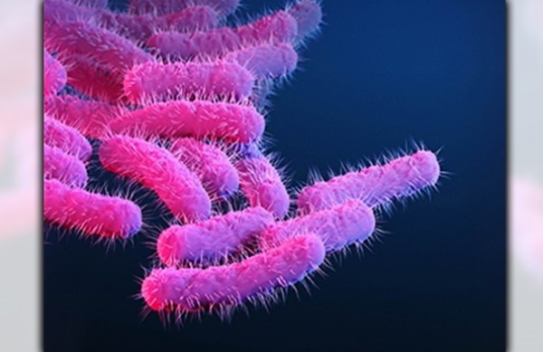 CDC Releases Shigella Prevention and Control Toolkit - NACCHO